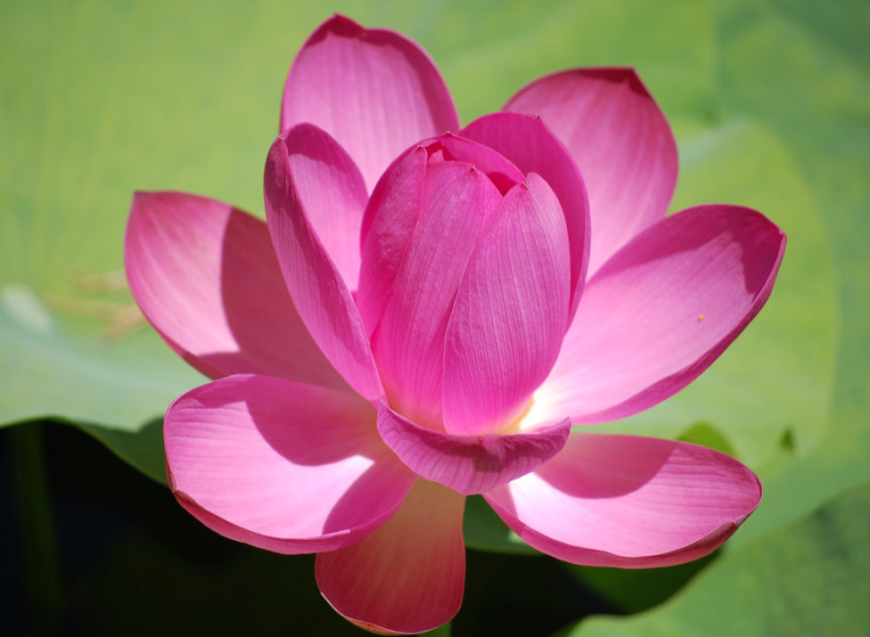 Buddhist Symbols Lotus Flowers buddhist-symbols-lotus-flowers
